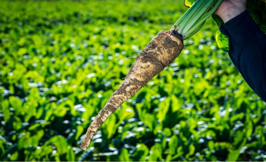 Study reveals benefits of chicory root fiber intake | Dairy Foods